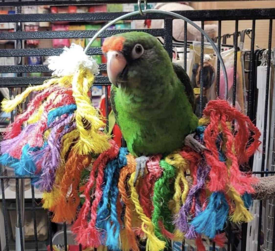 Pet Circus – Centretown Ottawa